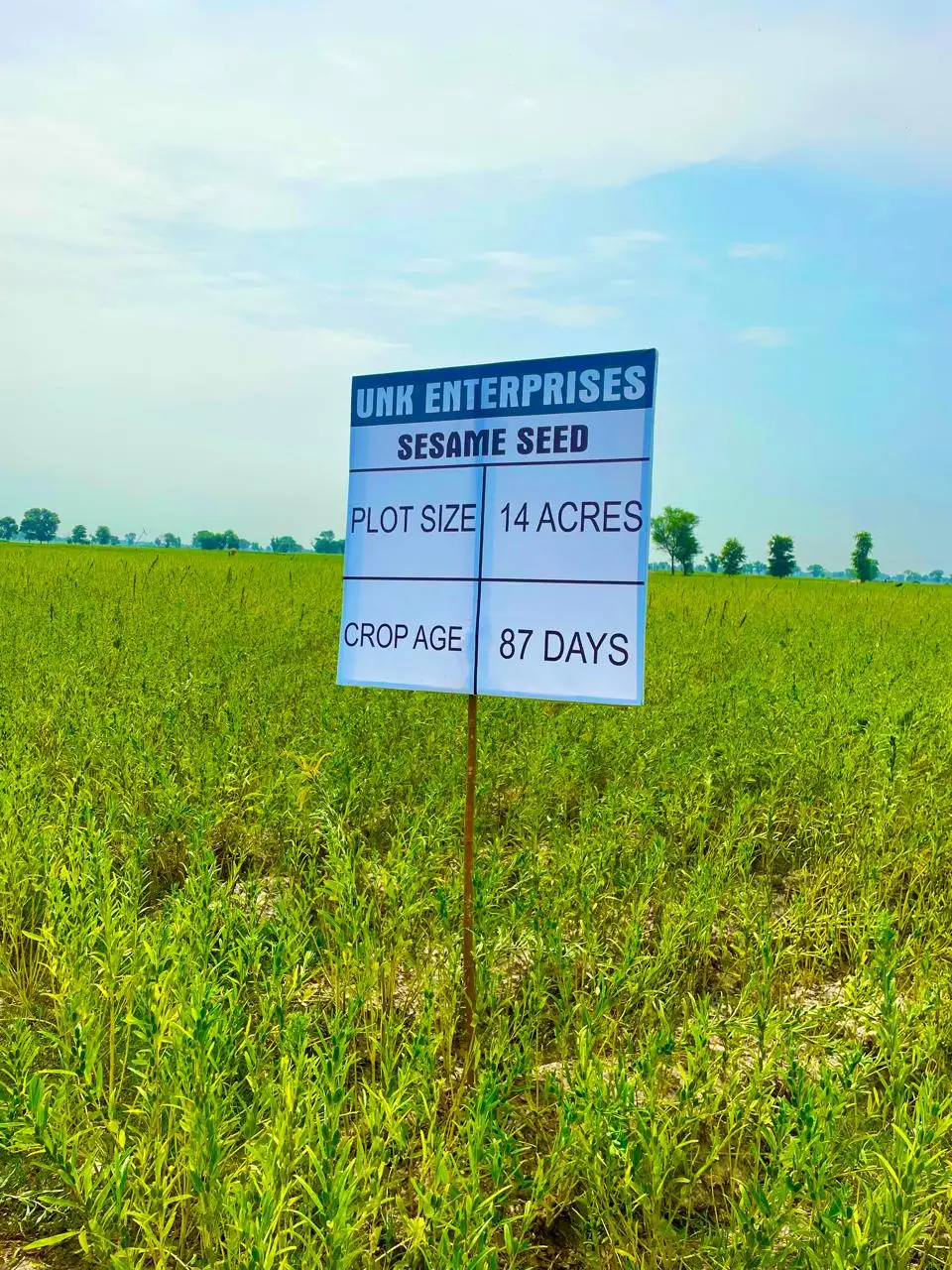 fresh crop 2025 Price Natural Raw machine clean Sesame Seed Bulk Pure ...