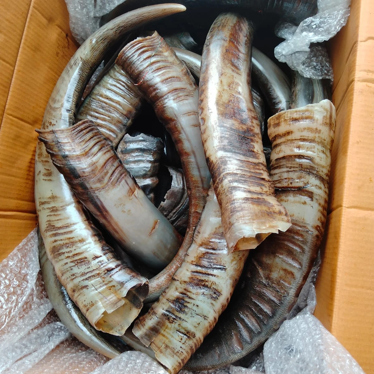 High Quality Raw Buffalo Horn Tips Knife Handil Handmade Natural Crafts ...