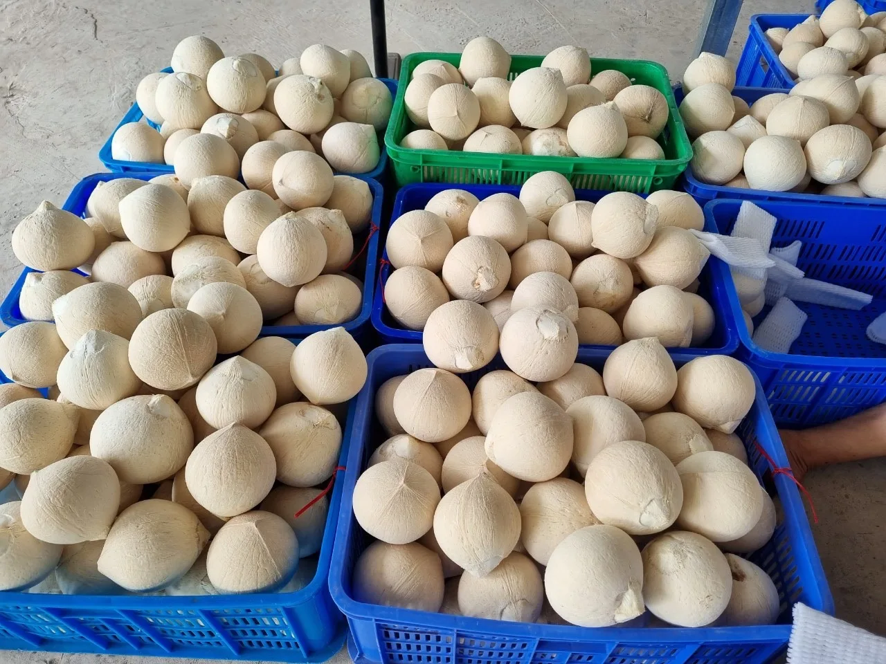 Fresh Young Coconuts,Boasting A Diamond Shape And Polished Surface ...