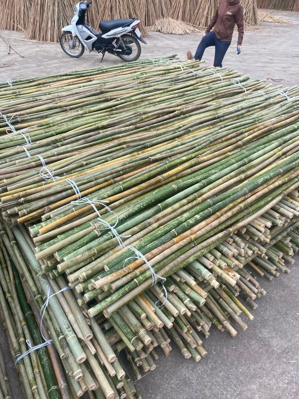 Dried Treated Bamboo Poles/canes/stakes Poles For Bamboo Raw Garden ...