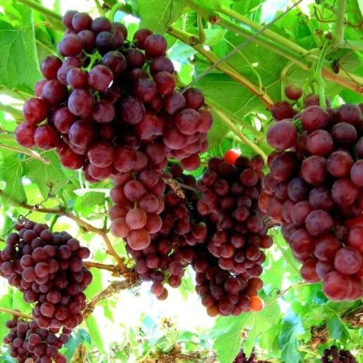 Varieties Seedless Grapes Fruit Price Sweet Crop Style Storage Cool ...
