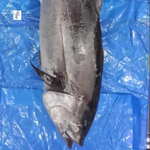 Frozen Yellowfin Tuna Fish Whole Round Top Quality Fish From India Top ...