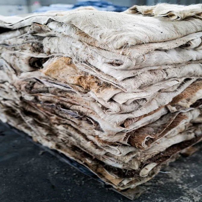 Raw Wet Salted Cattle Hides - Premium Cow Skins for Sale