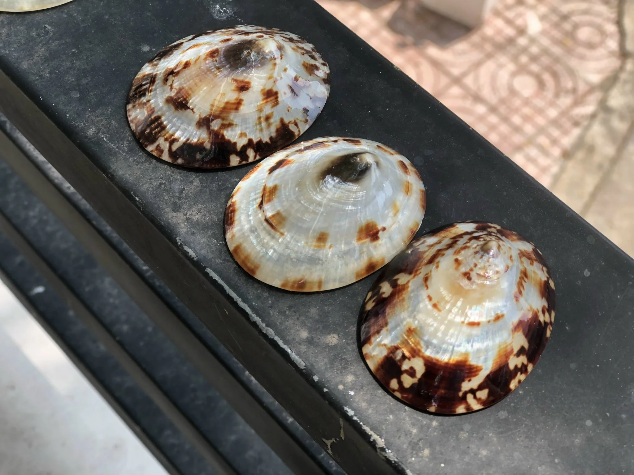 Hot Trend Polished Pearl Banded Jade Turbo Shell / Natural Seashell ...