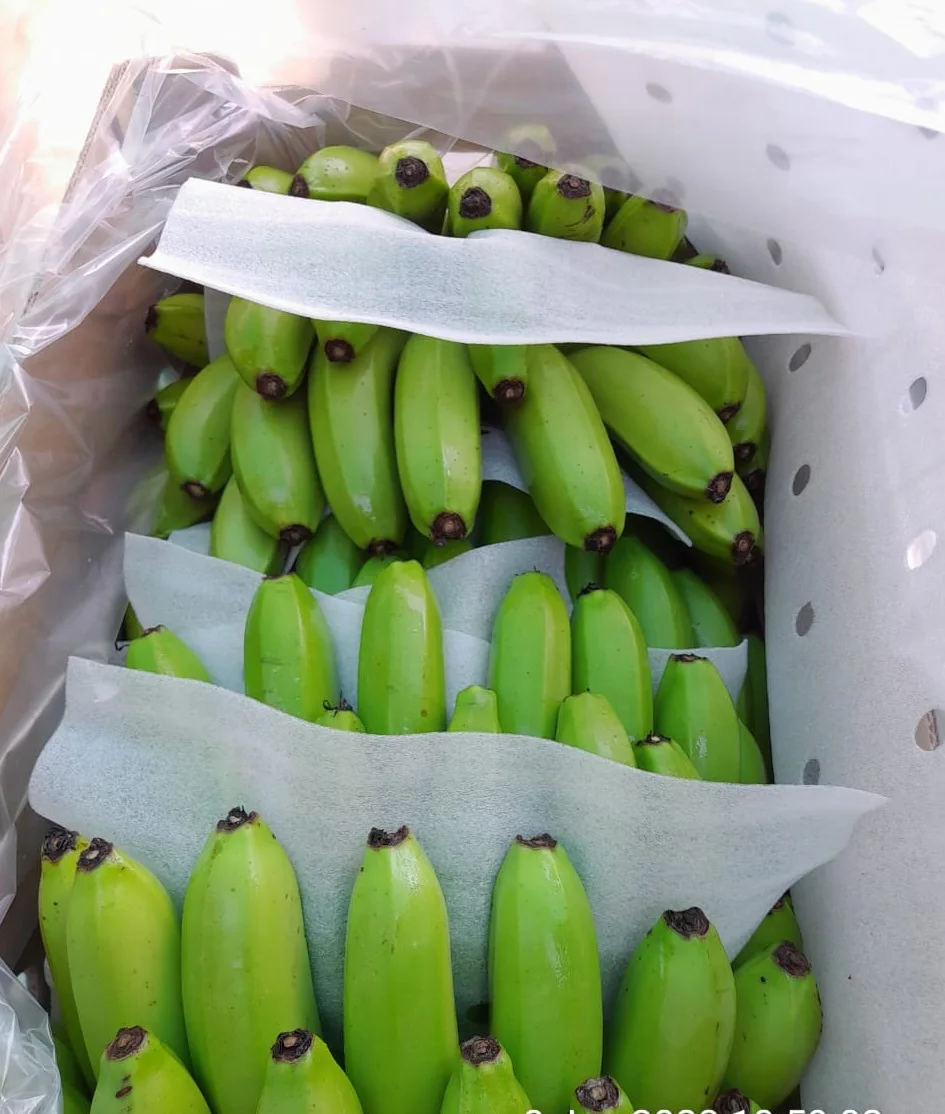 Fresh Cavendish Banana Available For Export In Wholesale Price - Buy ...