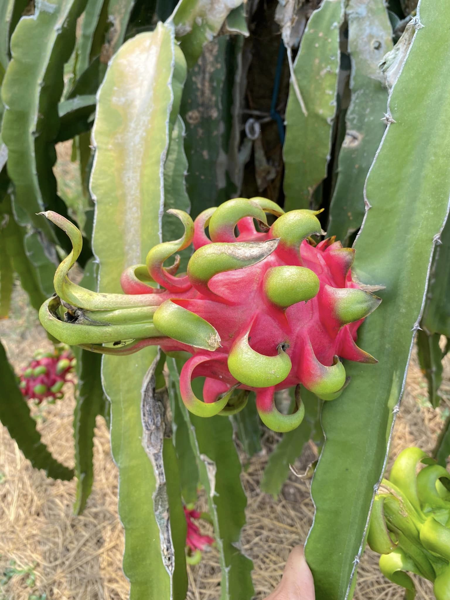 Pitahaya/pitaya High Quality - Dragon Fruit from Vietnam