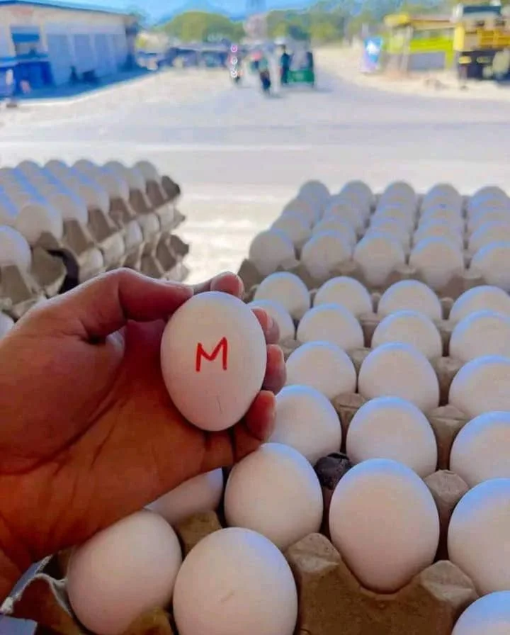 Fresh Organic Poultry Chicken Brown Table Eggs | Hallal Top Quality ...