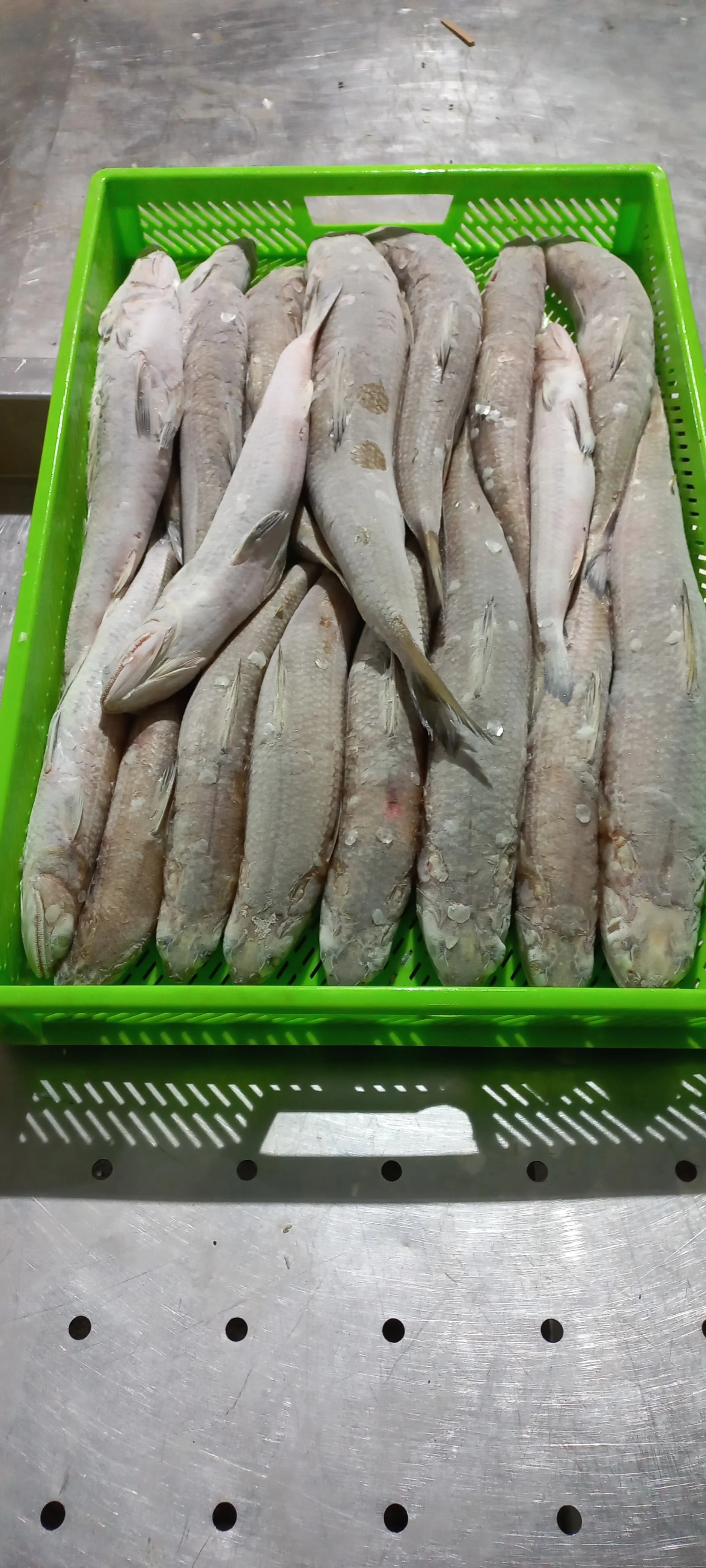 Frozen Lizard Fish Whole Round Top Quality Product With 24 Months Shelf ...