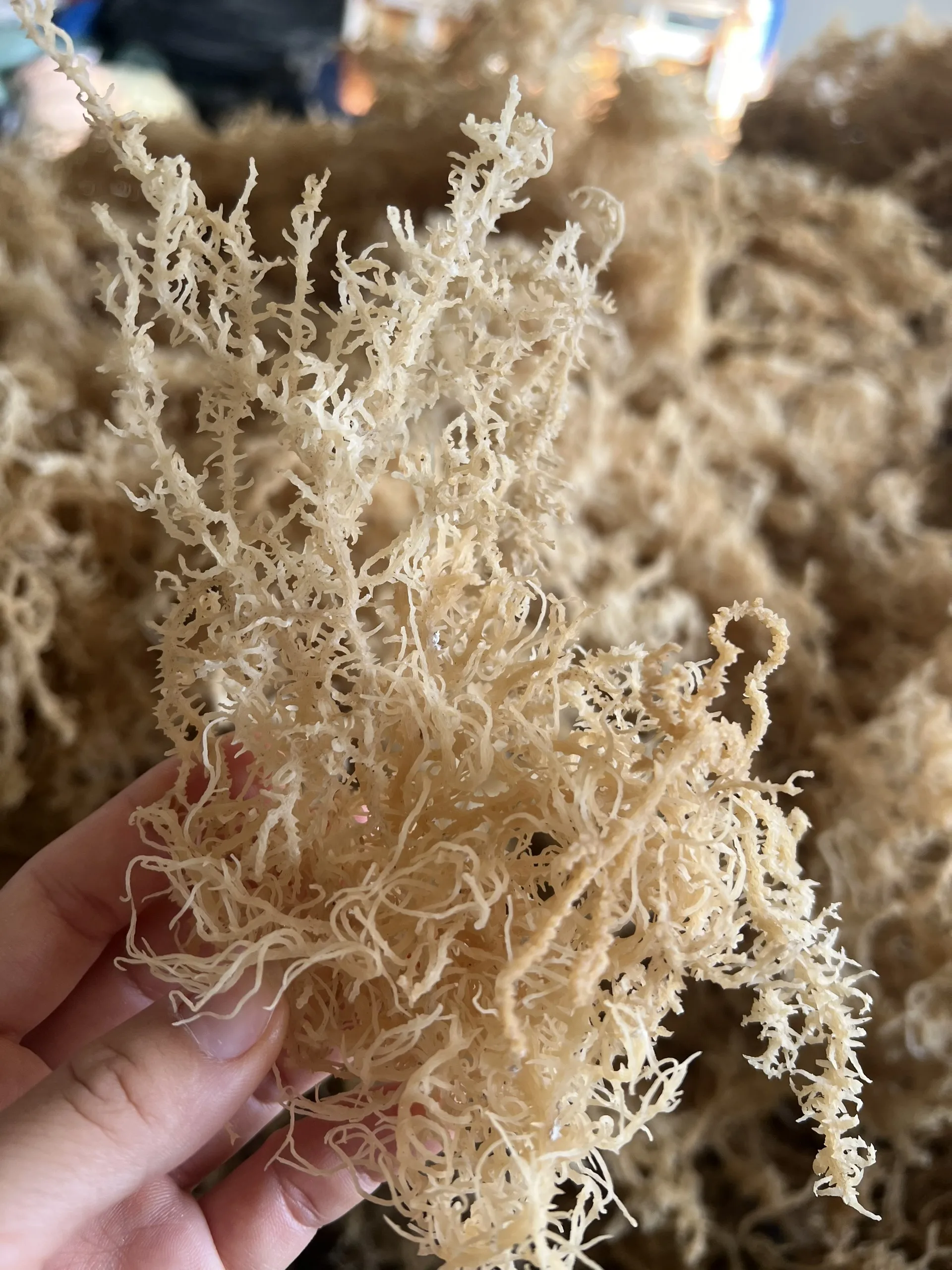 Vietnam Dried Purple Sea Moss - Superfood Eucheuma Cottonii