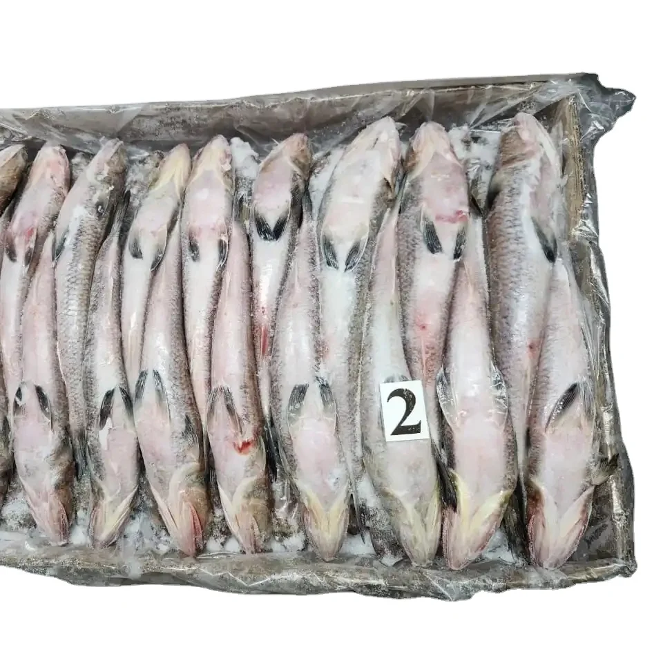 Frozen Lizard Fish Whole Round Top Quality Product With 24 Months Shelf ...