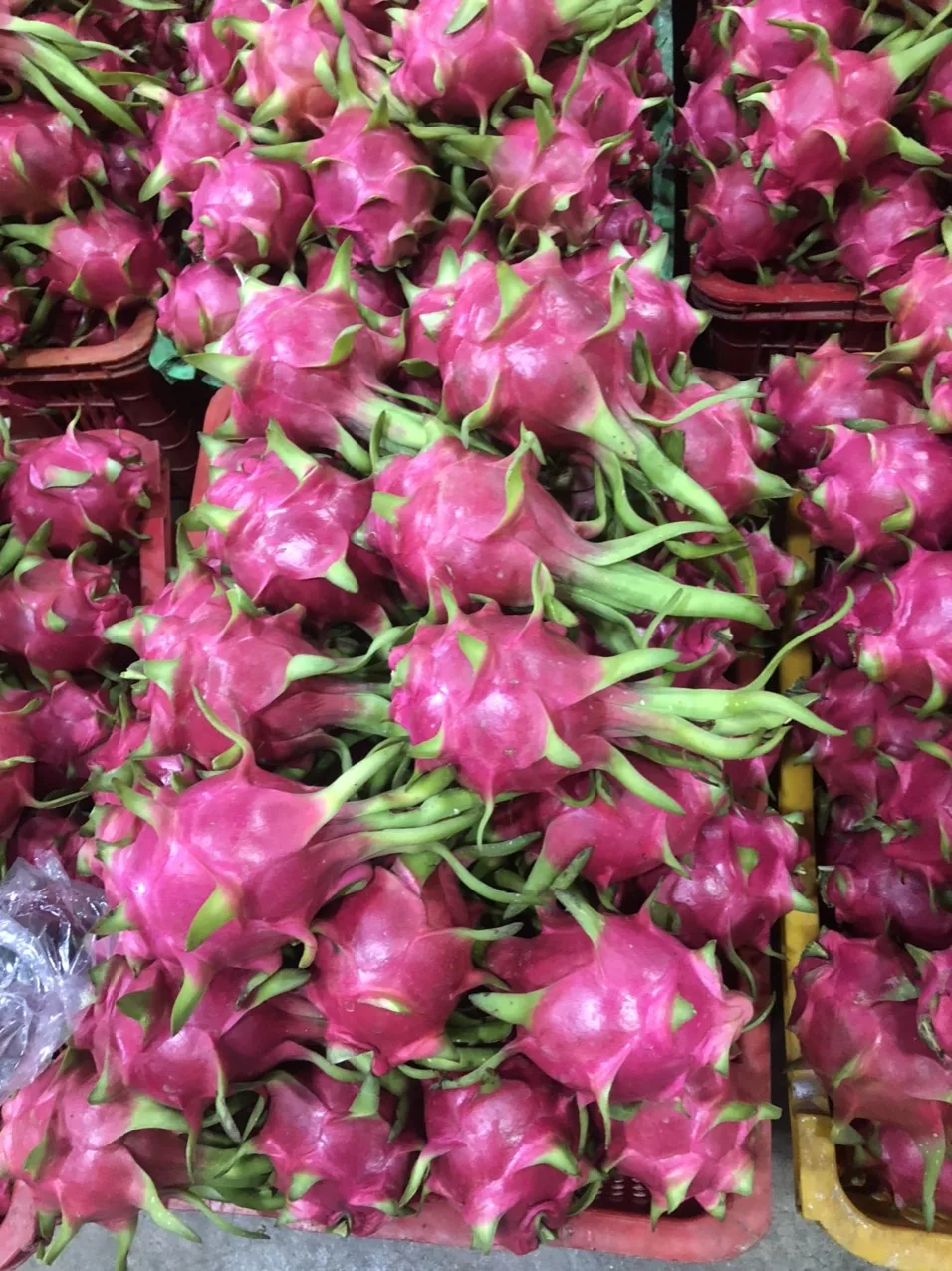 Fresh Dragon Fruit 2024 - Ready To Export To Market Red/white Color _ Contact Via Wa +84 838 366 ...