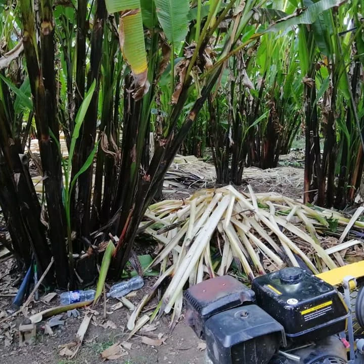 Artisanal Banana Fiber Creations For Stylish And Sustainable Living