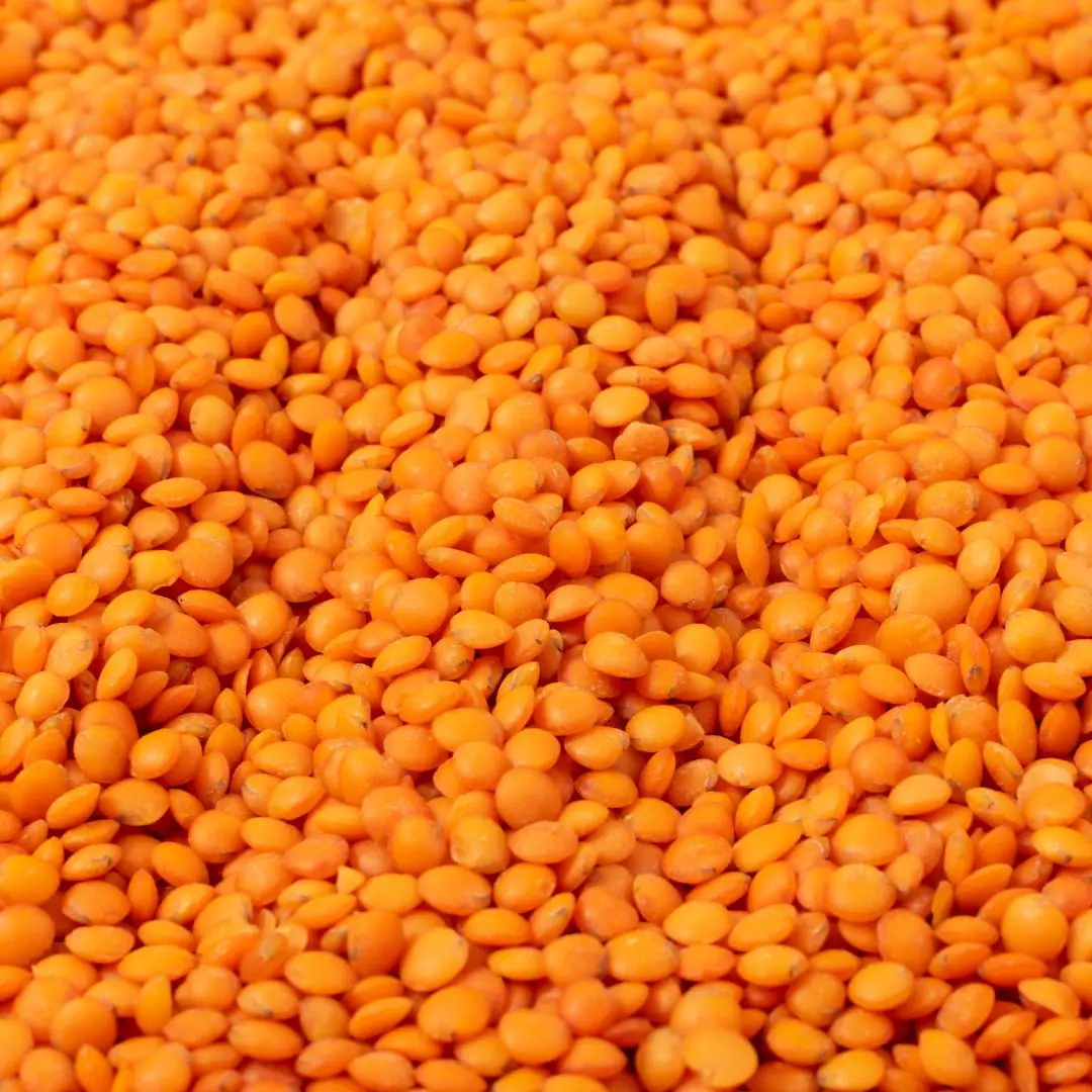 Indian Grade Dried Masoor Dhal Hot Selling 2022 Organic Dried Masoor ...