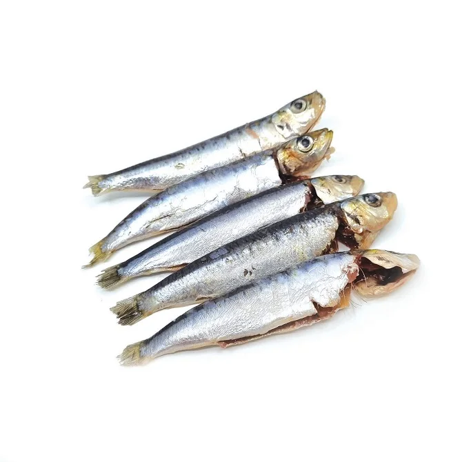 Japanese's Frozen Spotted Sardine With Rich Fat Content - Buy Sardine ...