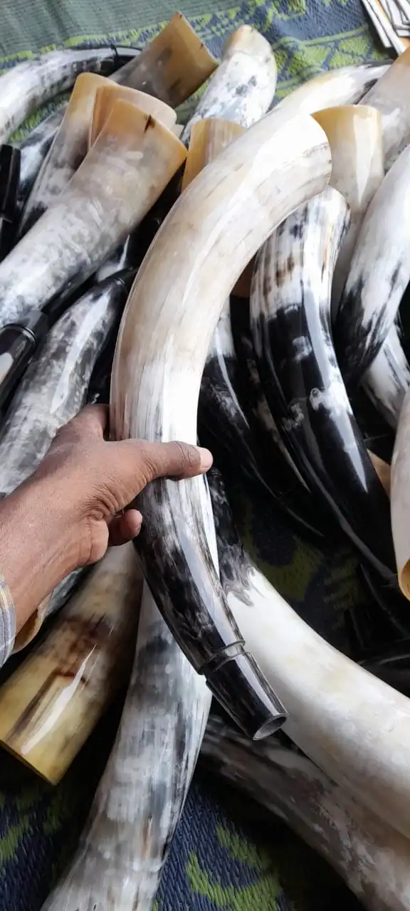 Custom Made Beautiful Blowing Horns from Real Buffalo Horns