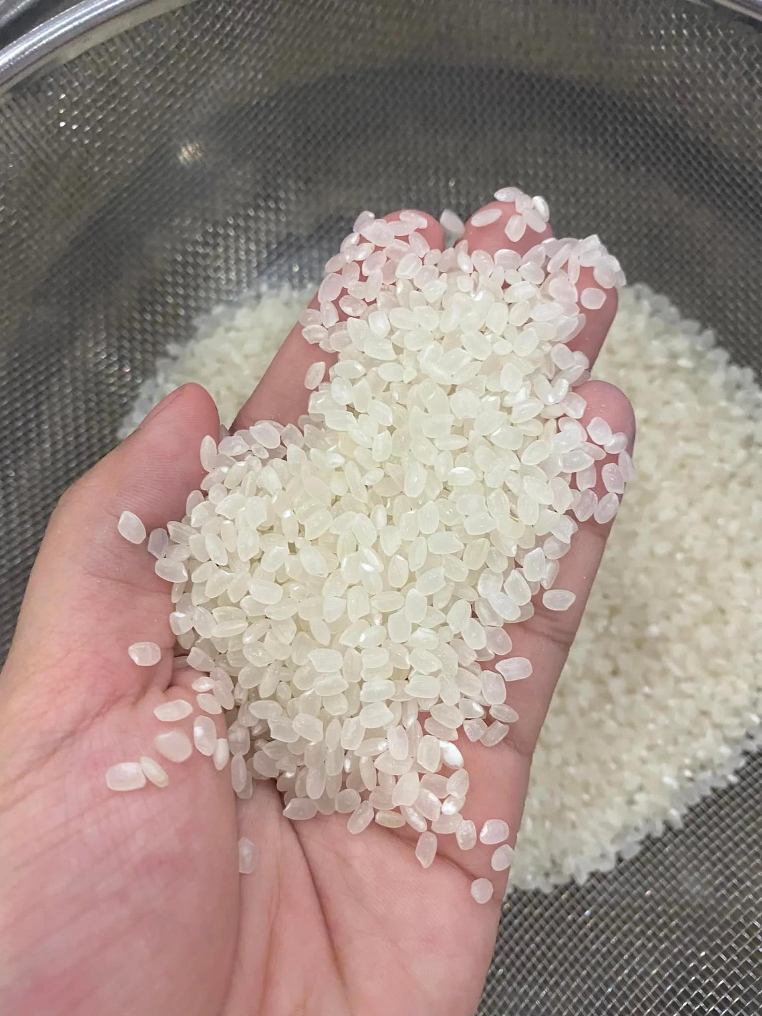 Euro-standard Koshihikari Japanese Japonica Short Grain Rice from Vietnam
