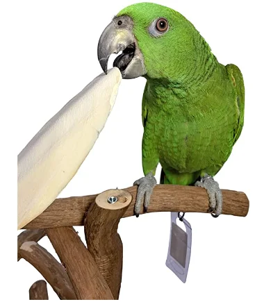 Dried Cuttlefish Bone In Vietnam Have High Quality And Variety Size ...