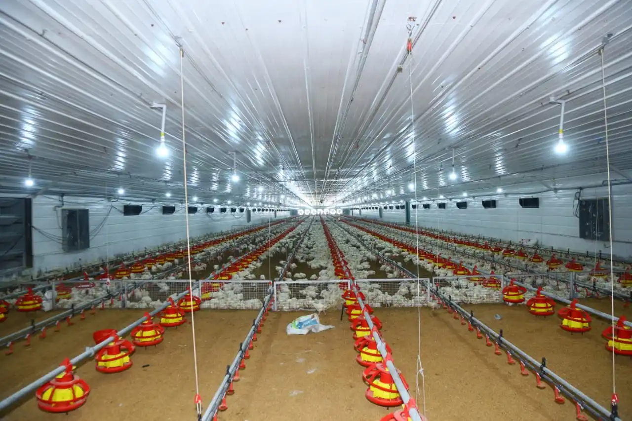 Steel Structure Space Frame Construction Poultry Farm Chicken House ...