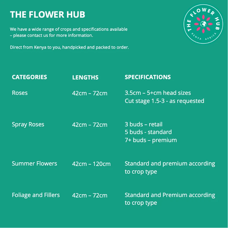 Fresh Cut Rose Large Headed 62cm Stem Kenyan Dark Pink Cerise Wholesale ...