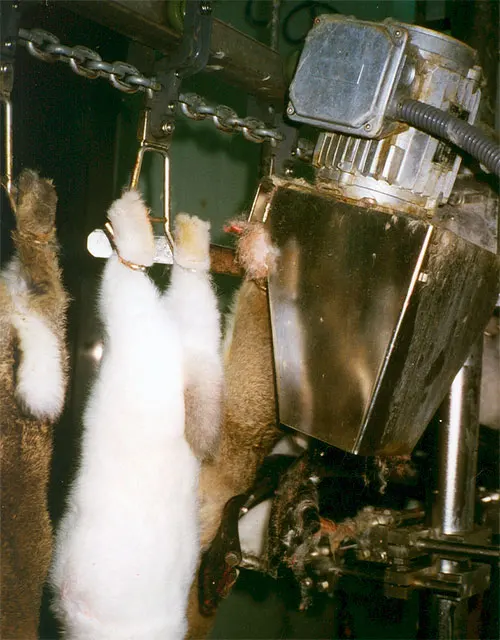 Complete Rabbit Slaughter Equipment for High Productivity