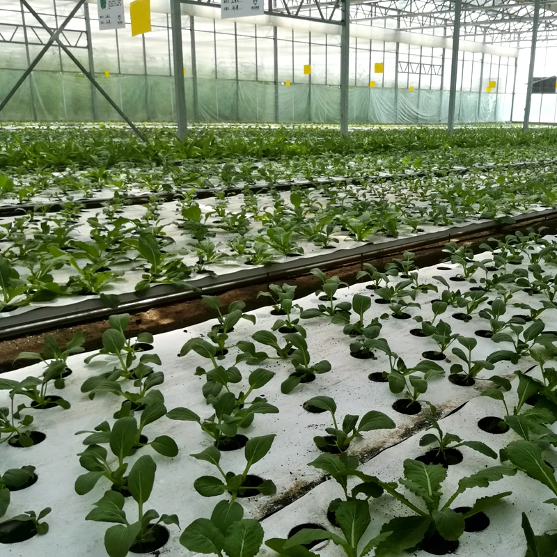 DFT Hydroponics Growing System - Efficient Leaf Veggie Production