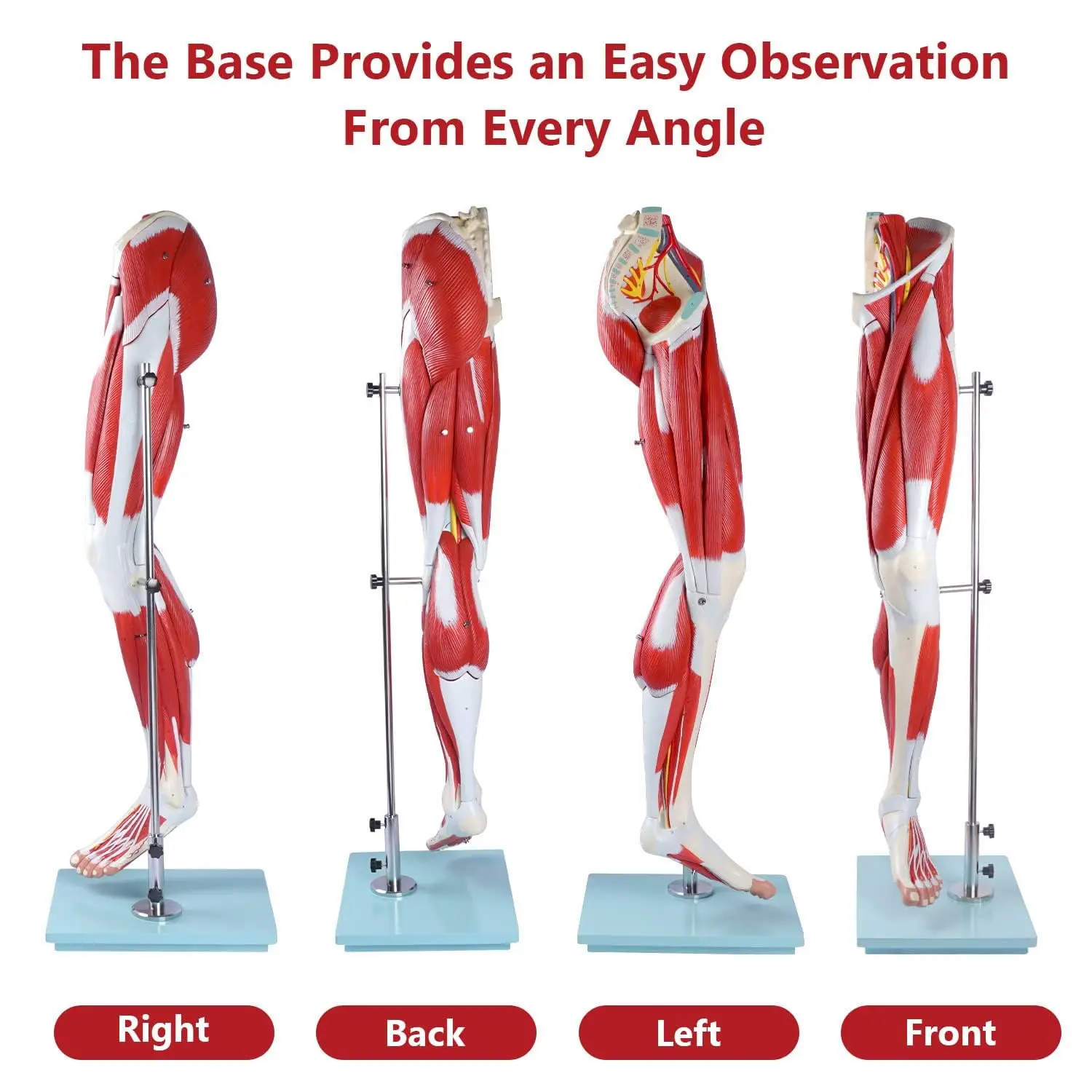 Human Hip Thigh Calf And Foot Muscles 13 Parts Life Size Arteries ...