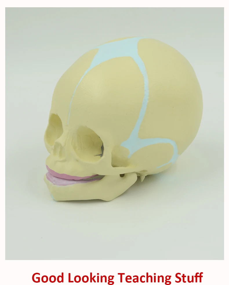 baby skull model fetus skull anatomy infant skull at ₹ 7202.10 | Human ...