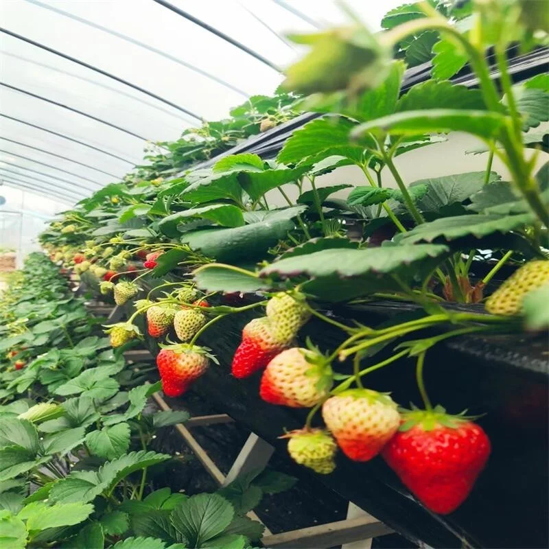 Strawberry Greenhouse Pvc Gutter Soilless Culture Greenhouse Vertical ...