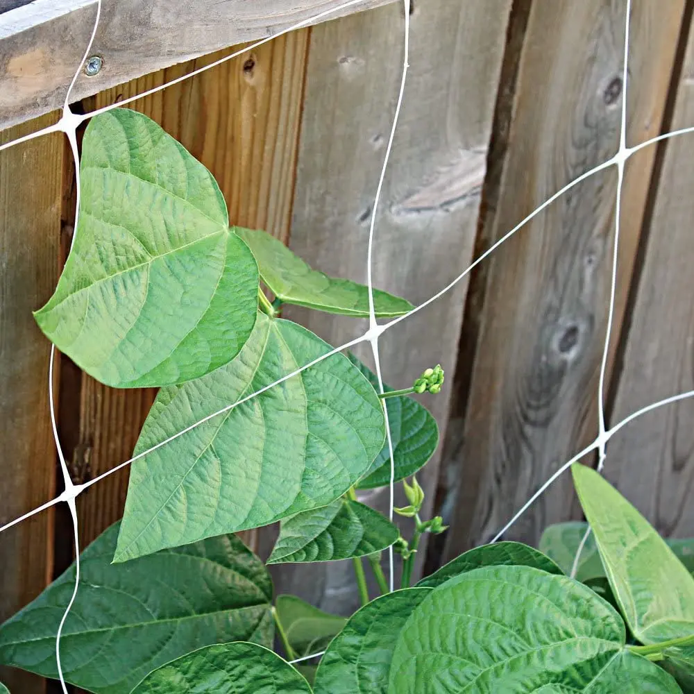 Pea Bean Cucumber Climbing Plastic Plant Fastening Trellis Netting ...