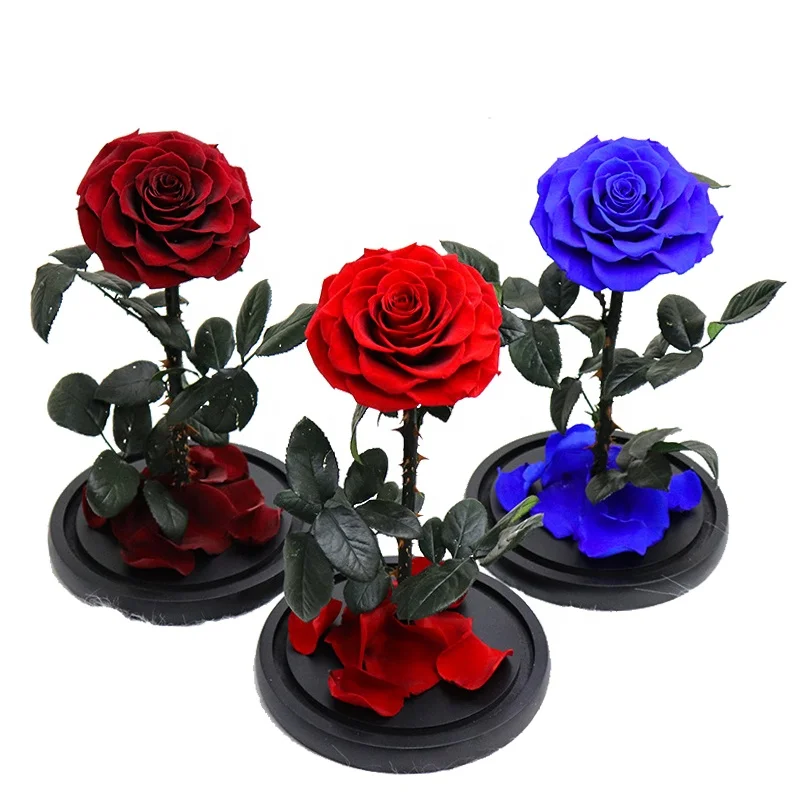 Long Stem Preserved Single Roses Real Life Long Lasting Garden Rose ...