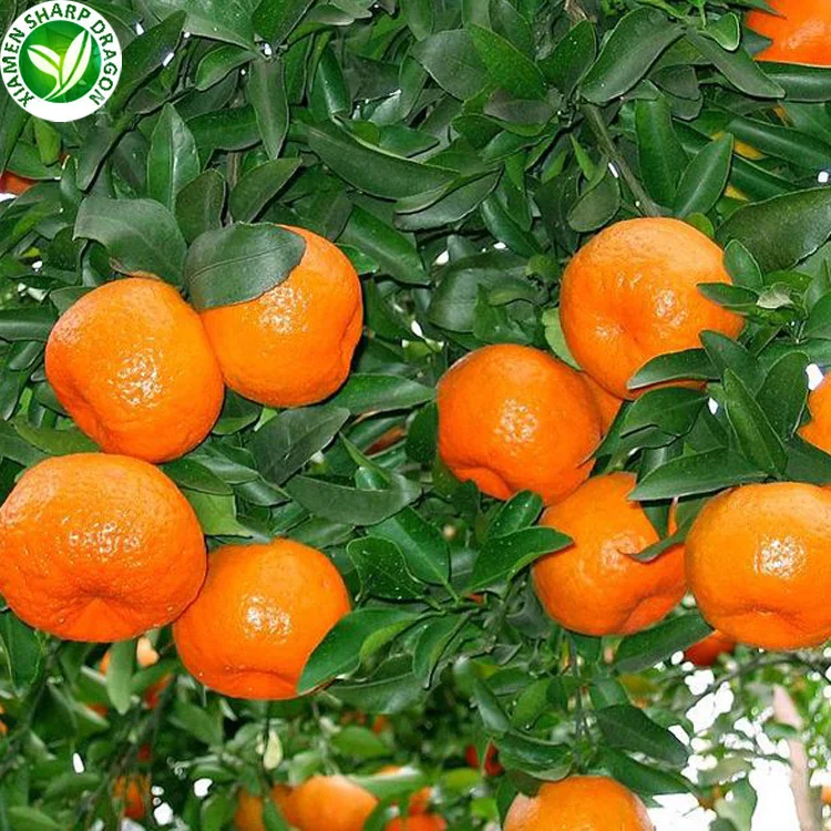 Chinese Peeled Fruit Pulp Fresh Mandarin Orange In Wholesale Price ...