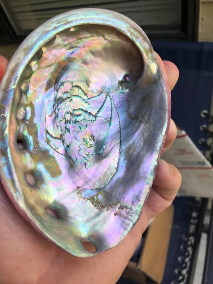 Sea Shells Crushed Abalon Shell Decoration Natural Color