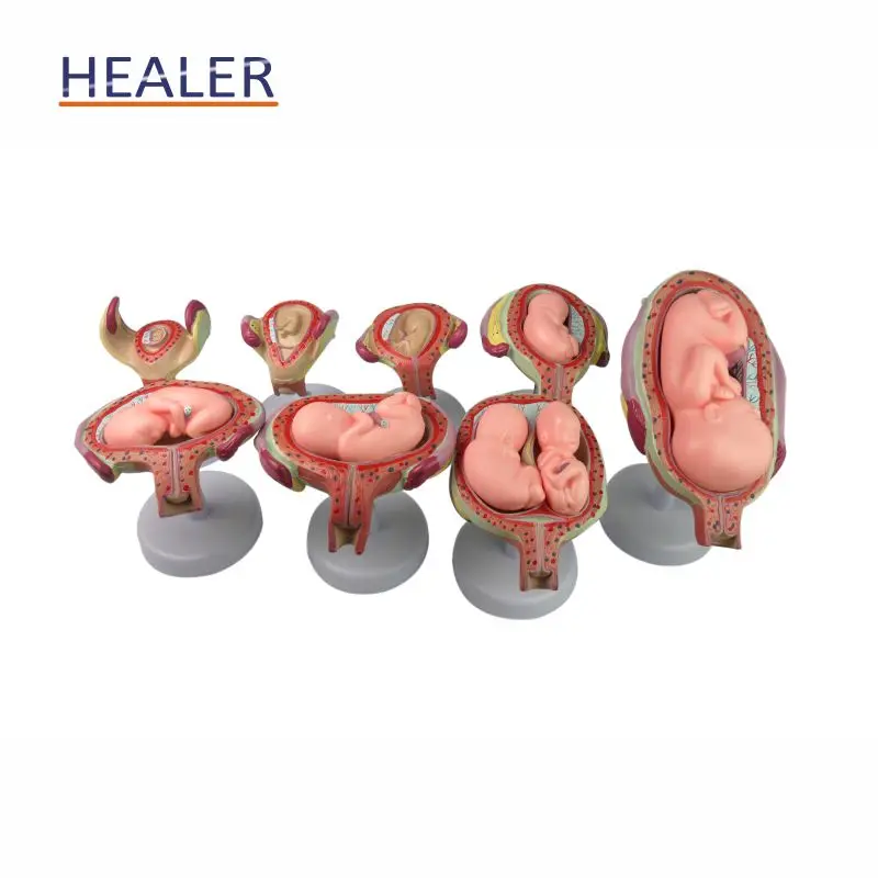 Female Anatomical Gestational Embryo Development Process Model And ...