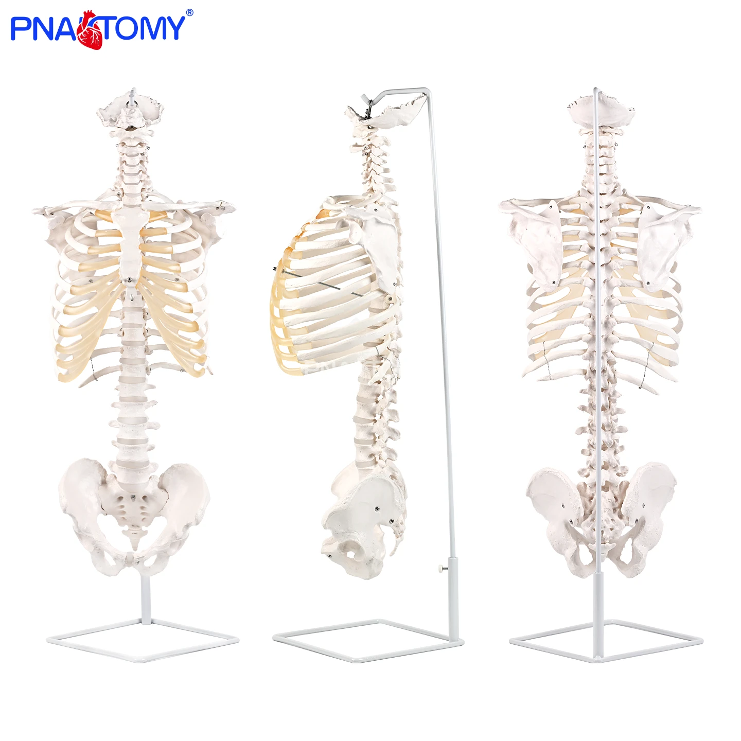 Anatomical Model of Human Trunk Skeleton with Stand Spine Ribs Pelvis ...