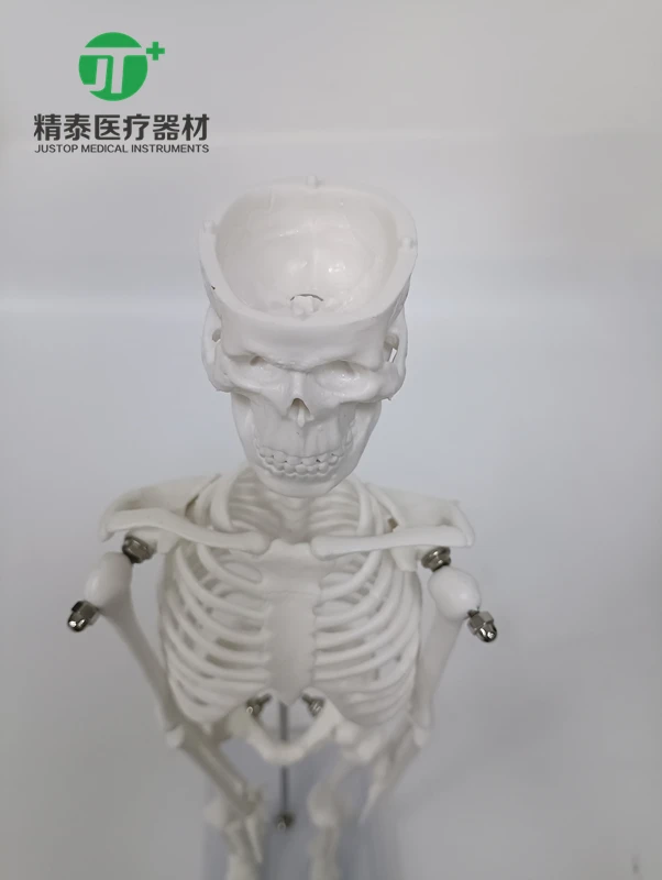45CM Educational Skeleton Human - Mini Skeleton Model