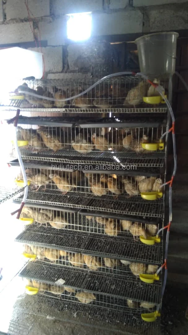 300 Quails Breeding Automatic Quail Cage - Durable & Efficient