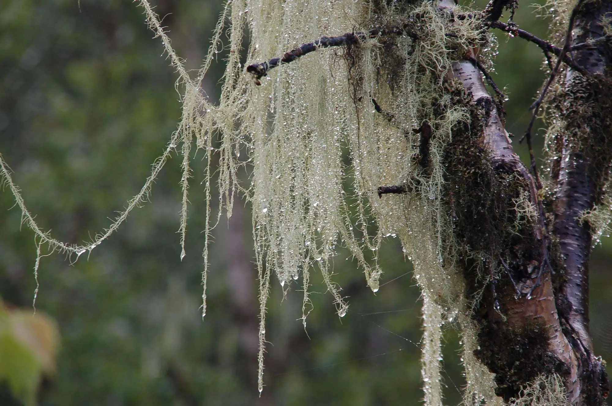 Lichen Extract 98% Usnic Acid - Health Protecting Powder