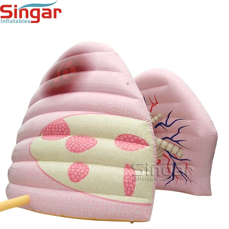 Giant Inflatable Medical Teaching Lung Model - Buy Inflatable Medical ...