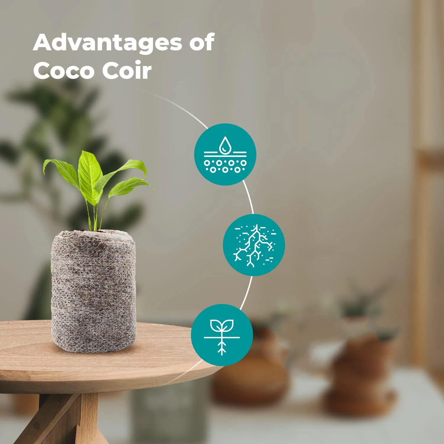 Coco Coir Plant Plug Expandable Coco Coir Pellet Perfect Peat Free ...