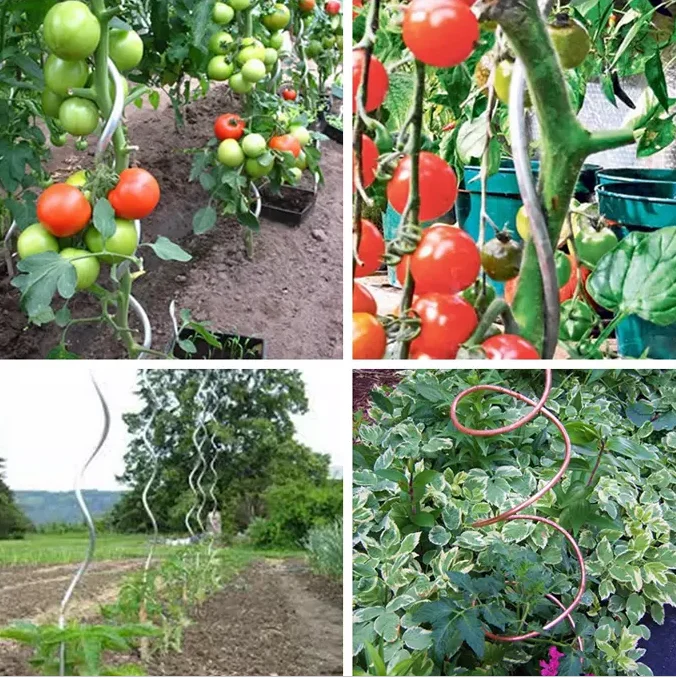 1.8m Galvanize Plant Support /tomato Spiral Support/tomato Growing Wire ...