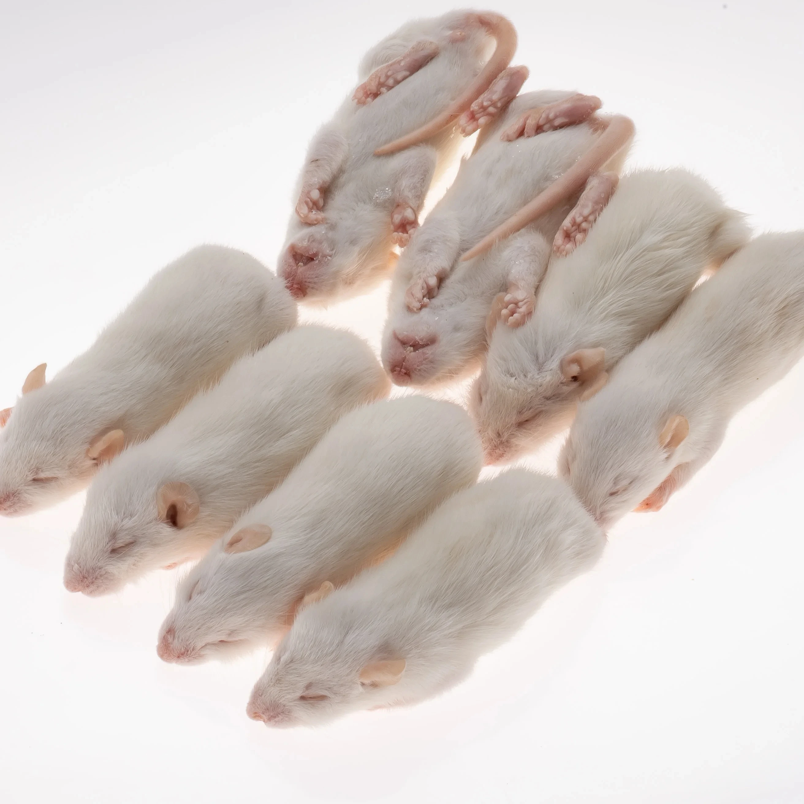 Pinky Mice for Pet Snakes, Lizards, Frogs, Turtles, Crocodiles, Foxes ...