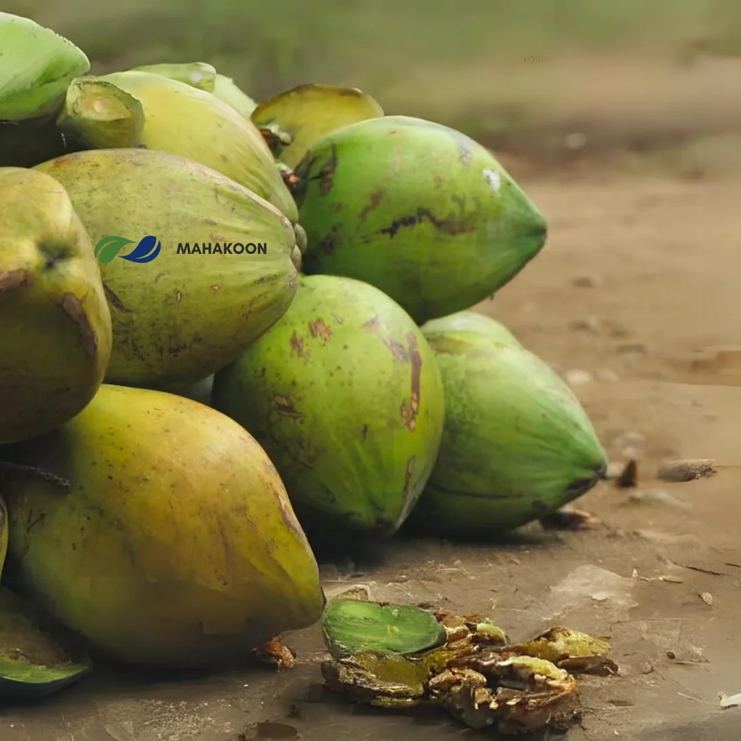 Premium Fresh Coconut From Thailand Sweet Organic Fresh Coconut Premium ...