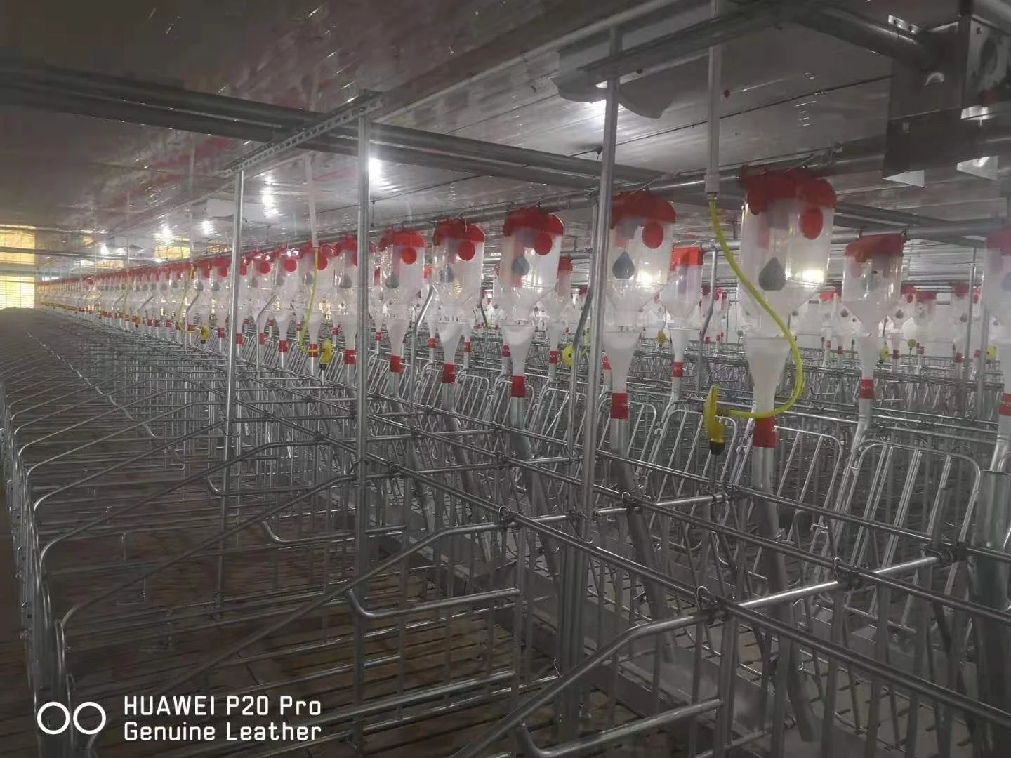 Automatic Pig Feeder and Drinker Automatic Pig Feeding System and ...