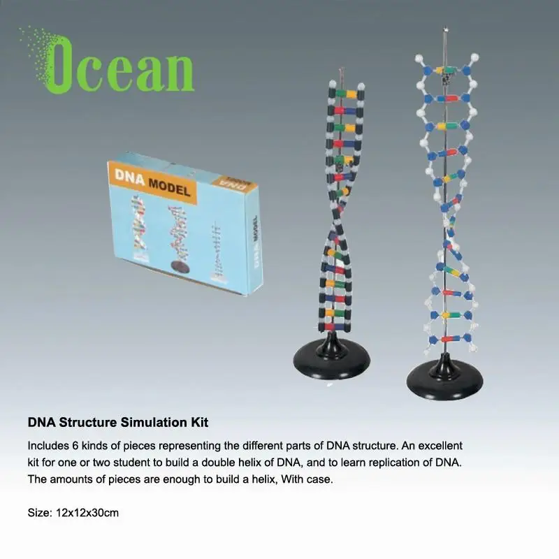 Science DNA Molecule Structure Biological Model Manufacturer