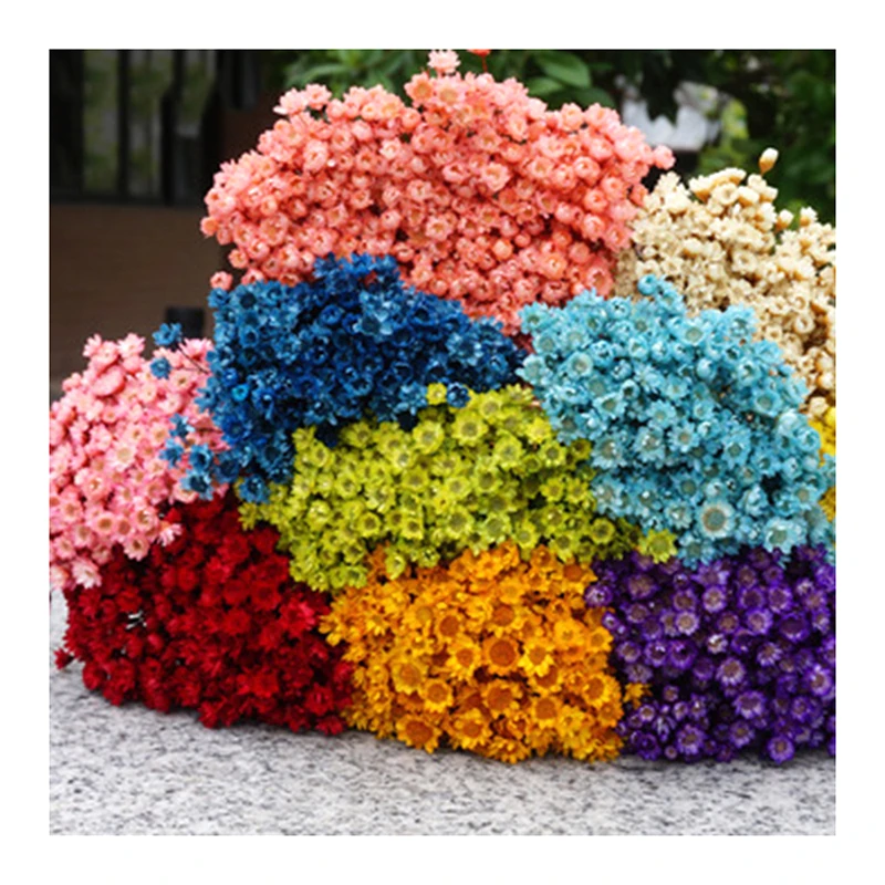 Small Star Flower For Decoration,Factory Supply Natural Real Touch Dry ...