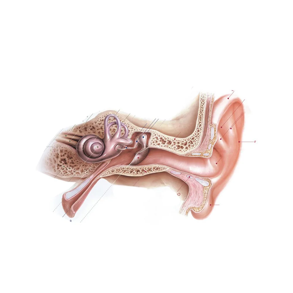 Wall-mounted Human Ear Anatomy Diagram - Soundlink A060302-015