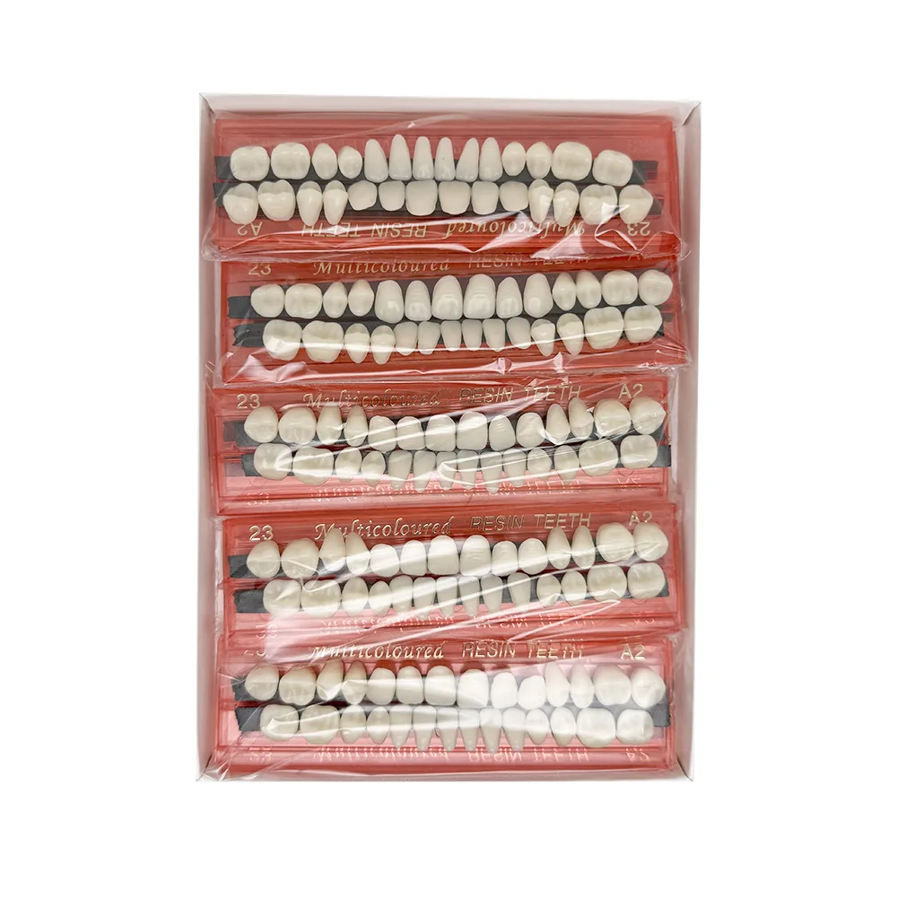 28 Full Mouth Resin Tooth Model Grain Practice Teaching Tool for Oral ...