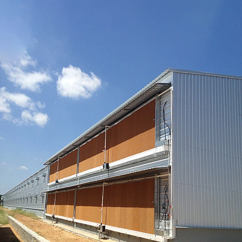 Modern Layout Design Steel Structure Layer Egg Chicken Cage Broiler ...