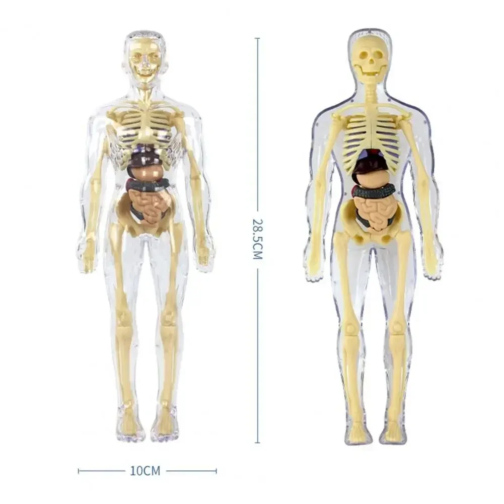 Human Body Organ Assemble Jigsaw Skeleton Anatomy Model For Teaching ...