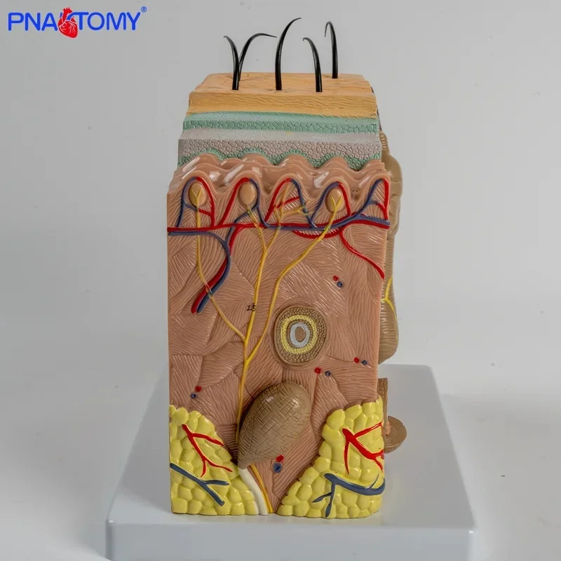 Three-dimensional Human Skin Anatomical Model Teaching Tool for Medical ...